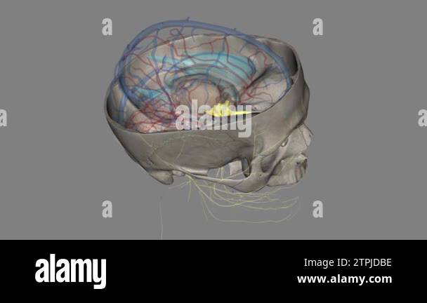 The olfactory nerve is the first cranial nerve and is instrumental in ...
