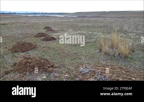 The molehill and mole nests the mole breaks the soil, the land has ...