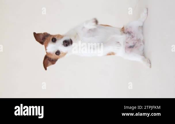 Jack Russell Terrier Balancing on Hind Legs. dog in studio Stock Video ...