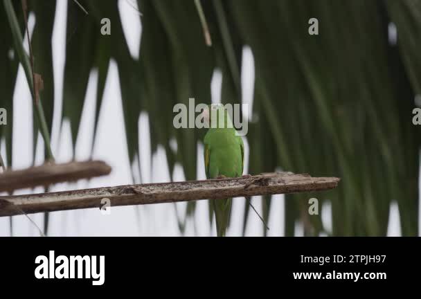 breeding colony of monk parakeets, Myiopsitta monachus, also Quaker ...