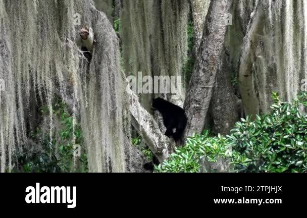 spectacled bear, Tremarctos ornatus, native to the forests of the ...