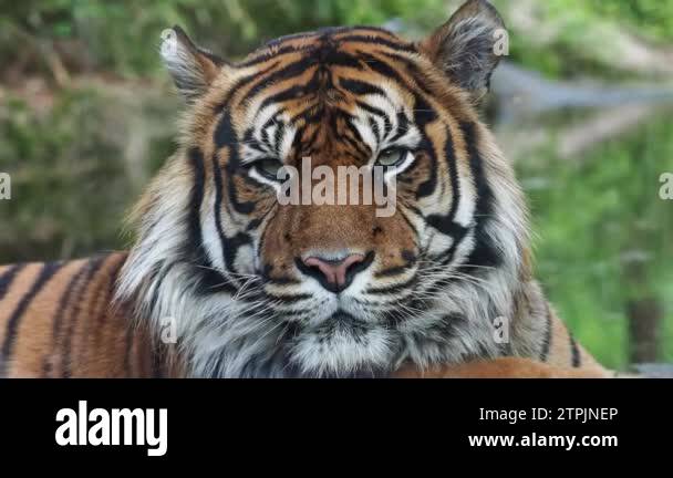 Sumatran tiger portrait Stock Videos & Footage - HD and 4K Video Clips ...
