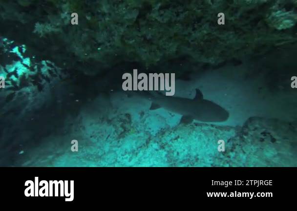 Balloon shark Stock Videos & Footage - HD and 4K Video Clips - Alamy