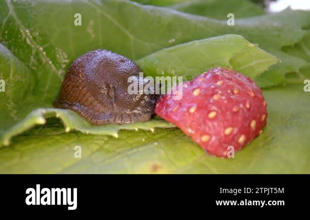 Spanish slug, arion vulgaris, eats raspberries. A Spanish slug eating a ...