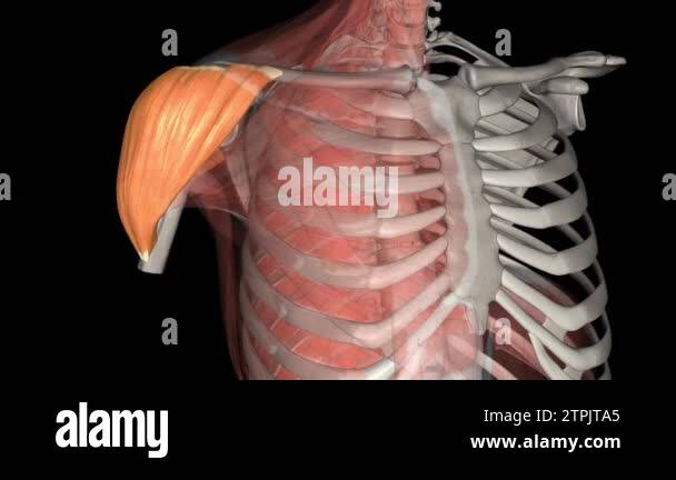 The Deltoid muscle is a large triangular-shaped muscle that lies over ...
