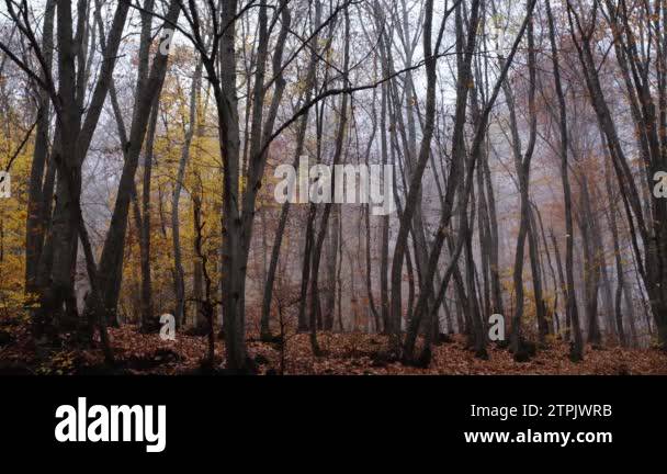 Autumn nature forest landscape in dark cloudy day. beautiful misty wood ...