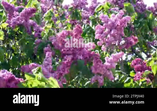 The wobbles Stock Videos & Footage - HD and 4K Video Clips - Alamy