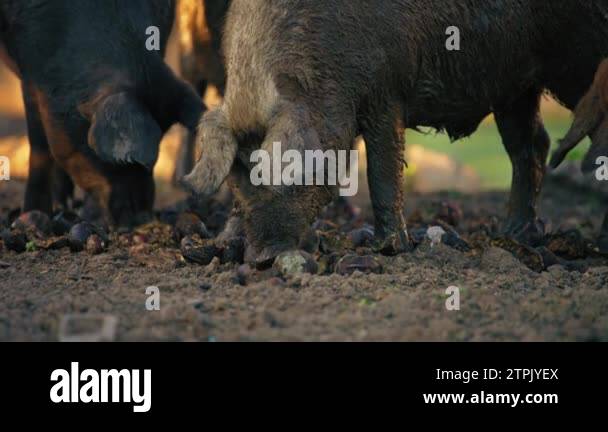 Rare breed pigs Stock Videos & Footage - HD and 4K Video Clips - Alamy