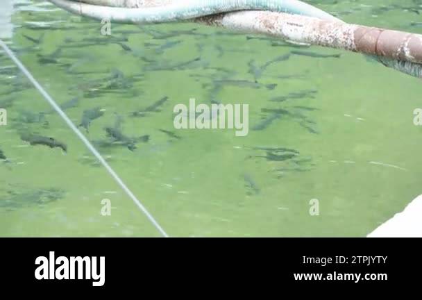 A trout fish farm with an overhead water pipe and fish swimming ...