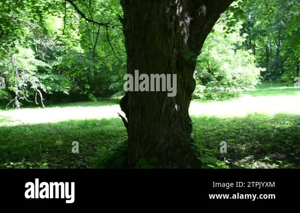 Park view old lime tree Stock Videos & Footage - HD and 4K Video Clips ...