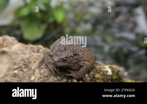 Basking on rock Stock Videos & Footage - HD and 4K Video Clips - Alamy