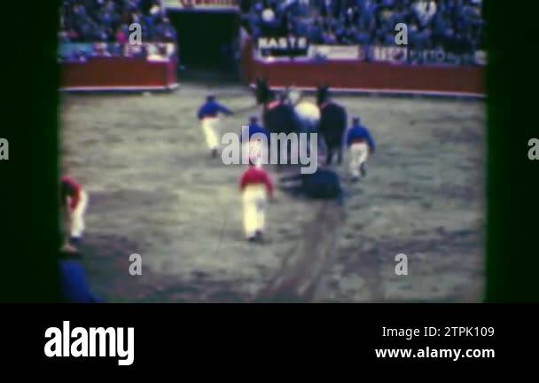 Dead corpse animal Stock Videos & Footage - HD and 4K Video Clips - Alamy