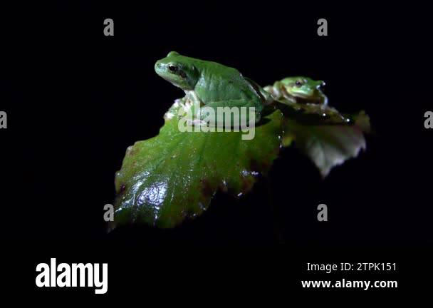 Frogs feet Stock Videos & Footage - HD and 4K Video Clips - Alamy