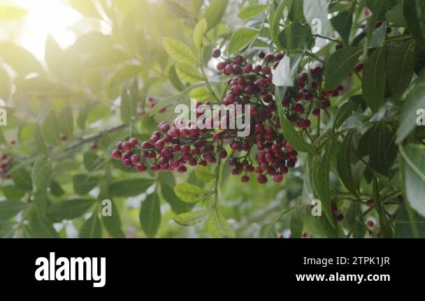 Pink pepper growing on the Brazilian pepper tree - Schinus ...