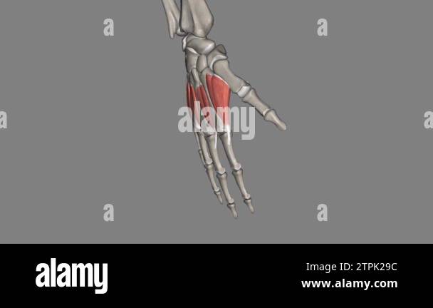 The dorsal interossei muscles are short bipennate intrinsic muscles of ...