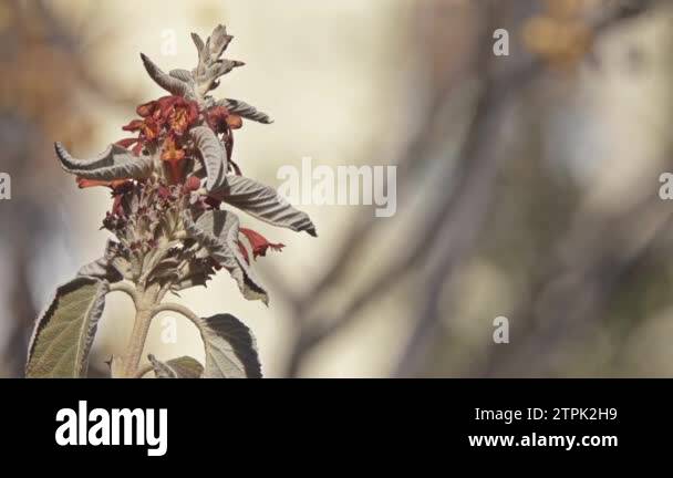 Colquhounia coccinea is evergreen or semi-evergreen shrubs or subshrubs ...