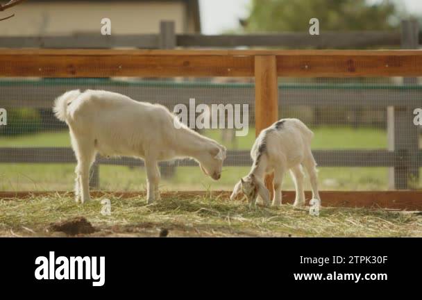 Drooping grass Stock Videos & Footage - HD and 4K Video Clips - Alamy