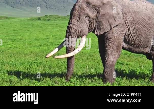 Tembe elephant national park Stock Videos & Footage - HD and 4K Video ...