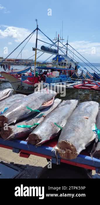 Tuna on the cart without fins. General Santos City Fish Port Complex ...