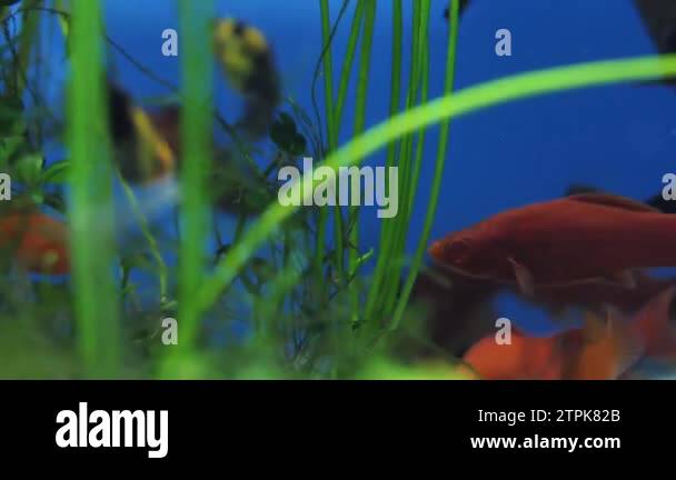 Red wagtail hi-fin sword (swordtail, Xiphophorus) is species of ...