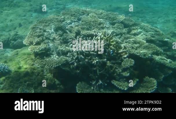 Tropic Fishes Underwater View With Light Beams paradise sea with dying ...