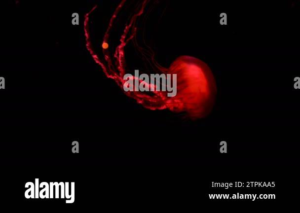 Red medusa Stock Videos & Footage - HD and 4K Video Clips - Alamy