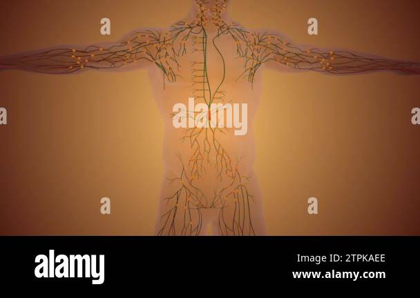 Structure lymph node Stock Videos & Footage - HD and 4K Video Clips - Alamy
