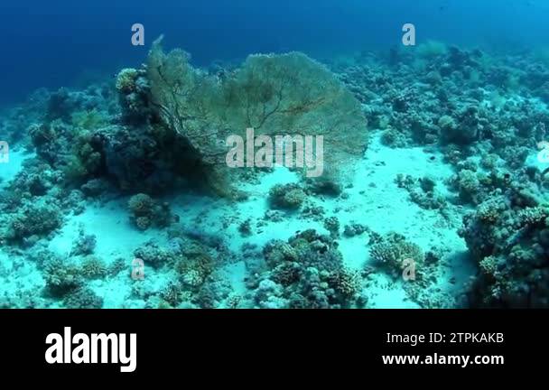 Arch timber protection Stock Videos & Footage - HD and 4K Video Clips ...