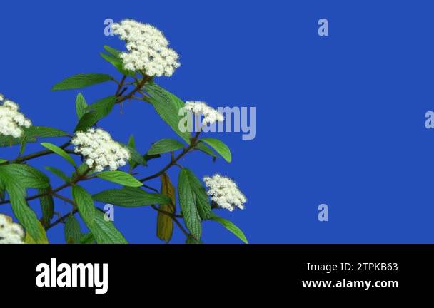 Leatherleaf viburnum rhytidophyllum buds Stock Videos & Footage - HD ...