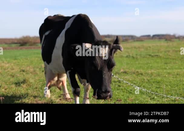 Old cow Stock Videos & Footage - HD and 4K Video Clips - Alamy