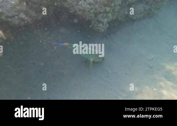 Beautiful underwater scenery with various types of fish and coral reefs ...