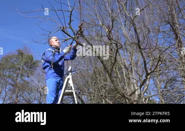 Tree trimming ladders Stock Videos & Footage - HD and 4K Video Clips ...