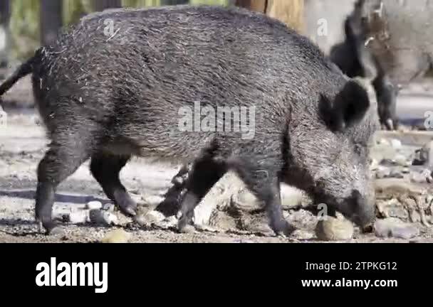 Native pig of africa Stock Videos & Footage - HD and 4K Video Clips - Alamy