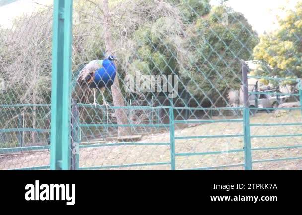 beautiful dancing peacock. aviary with peacocks in the season of mating ...