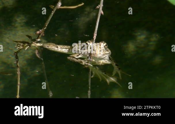 Bug eyed frog Stock Videos & Footage - HD and 4K Video Clips - Alamy