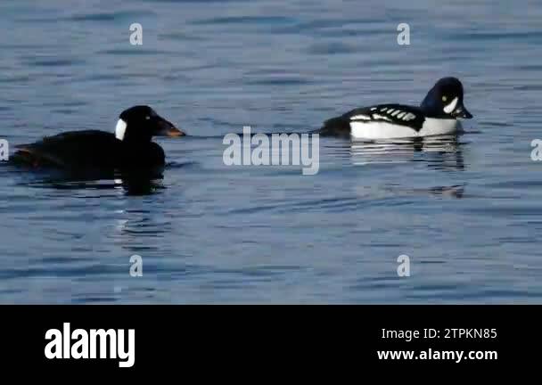 Diving sea birds Stock Videos & Footage - HD and 4K Video Clips - Alamy