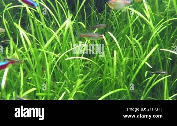 Cardinal tetra (Paracheirodon axelrodi) is freshwater fish of characin ...