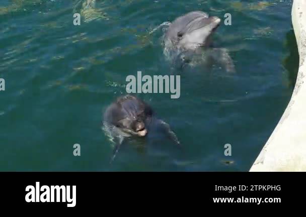 Two dolphins poked their heads out of the sea water and are waiting for fish near the pier ...