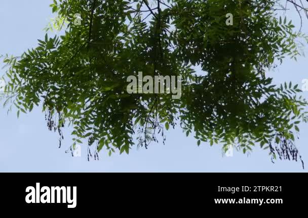 Styphnolobium japonicum Schott, the Japanese pagoda tree (Chinese ...