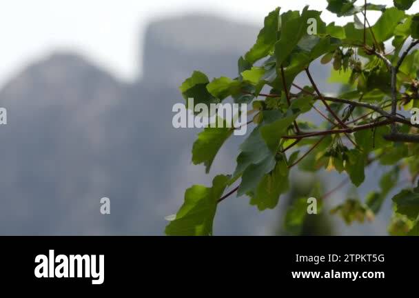 Acer tree species Stock Videos & Footage - HD and 4K Video Clips - Alamy