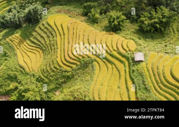 Rice harvest time. Landscape terraced rice field near Sapa. Mu Cang ...