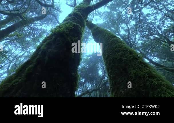 Green dark and empty wild forest trees scenic place. Adventure and ...