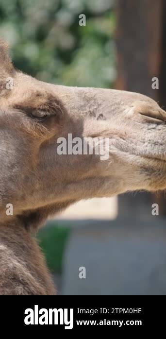 Close-up of a camel chewing food. A two-humped pack animal moves its ...