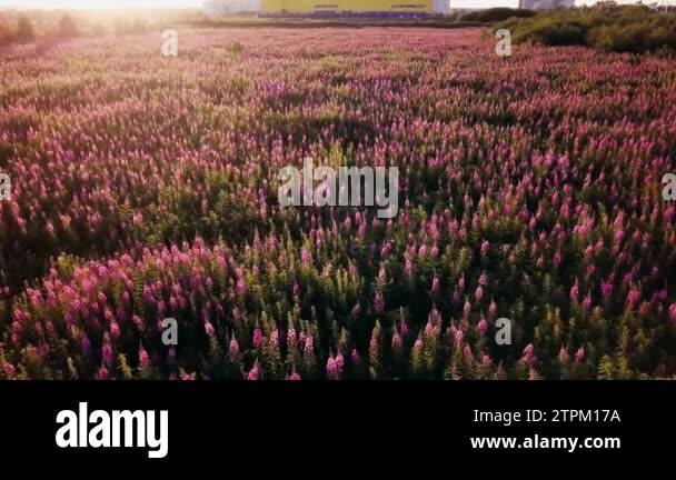 Field Fireweed (Chamaenerion, Wildflower) at sunset. Video. UltraHD (4K ...