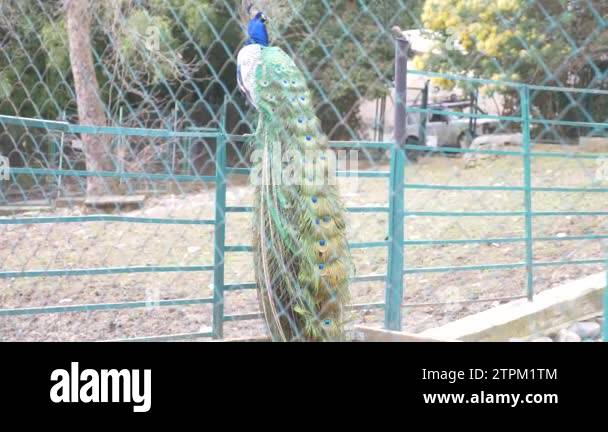 beautiful dancing peacock. aviary with peacocks in the season of mating ...