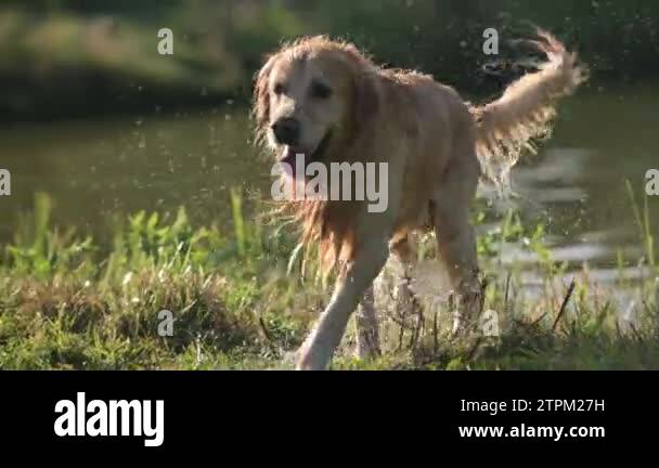 Distorted dog head Stock Videos & Footage - HD and 4K Video Clips - Alamy