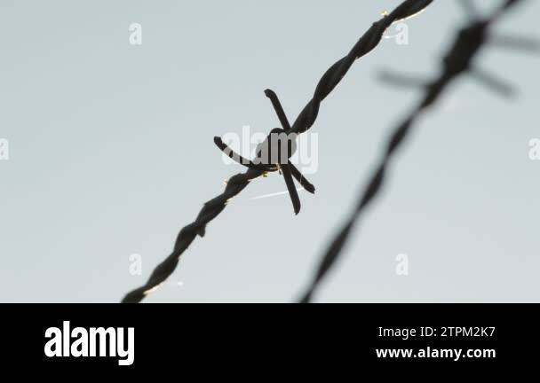 Barbed spine Stock Videos & Footage - HD and 4K Video Clips - Alamy