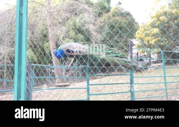 beautiful dancing peacock. aviary with peacocks in the season of mating ...