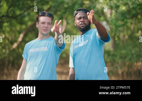 Two men volunteer plan helpers planting trees in mangrove forests for ...