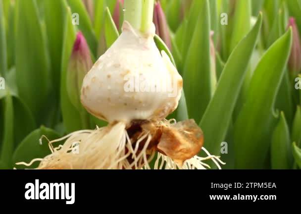 Bulbous with roots Stock Videos & Footage - HD and 4K Video Clips - Alamy